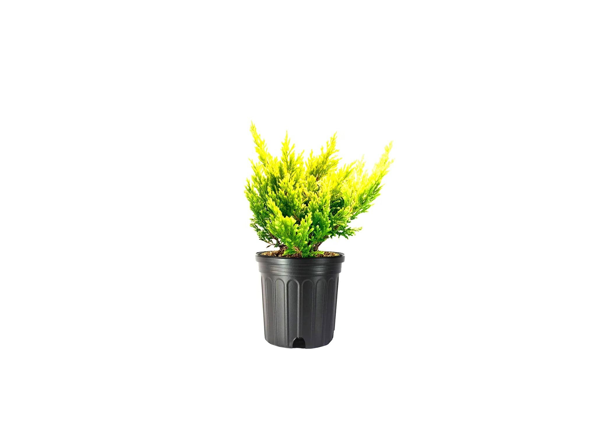 Lime Glow Juniper | Live Gallon Size Plants | Juniperus Horizontalis