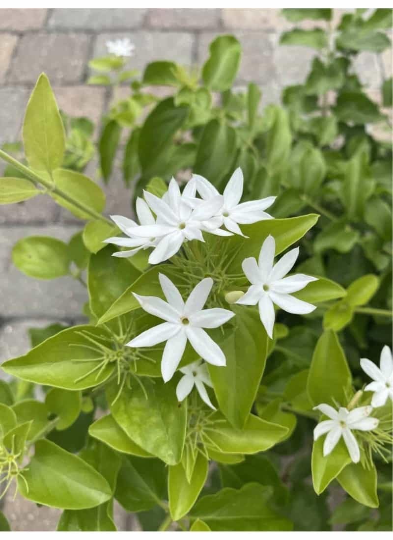 Downy Jasmine | Extra Large 3 Gallon Plant | Jasminum multiflorum | Fr