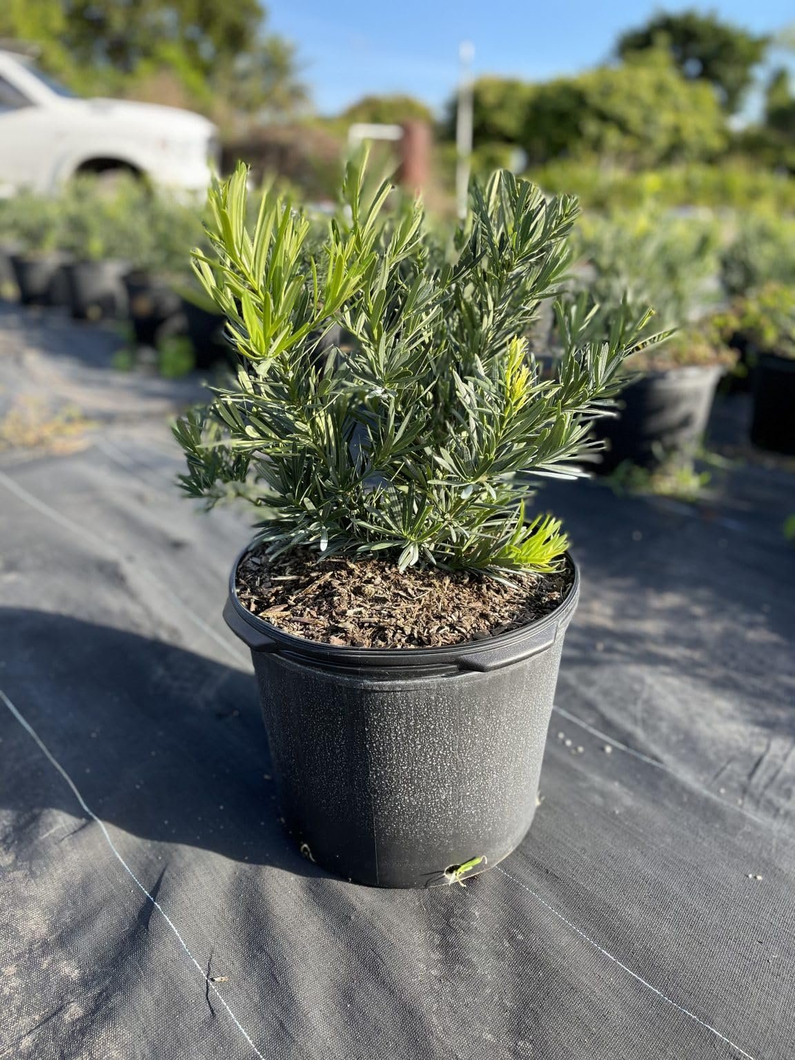 Podocarpus Pringles Petite | Extra Large 3 Gallon Plants | Dwarf Podoc