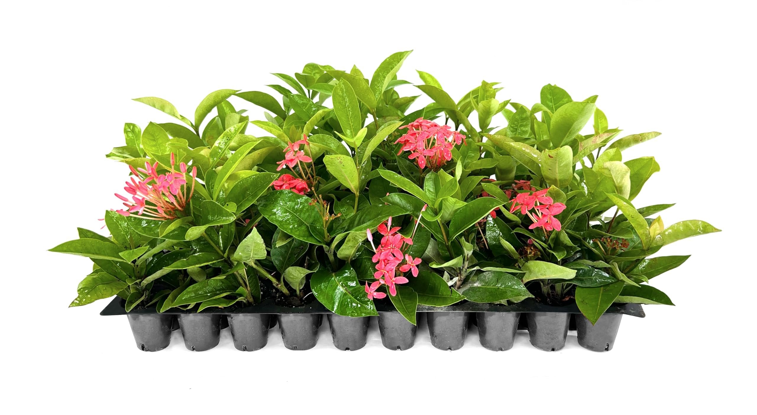 Nora Grant Ixora Plant | Live Plants | Vibrant Pink Blooms | Tropical