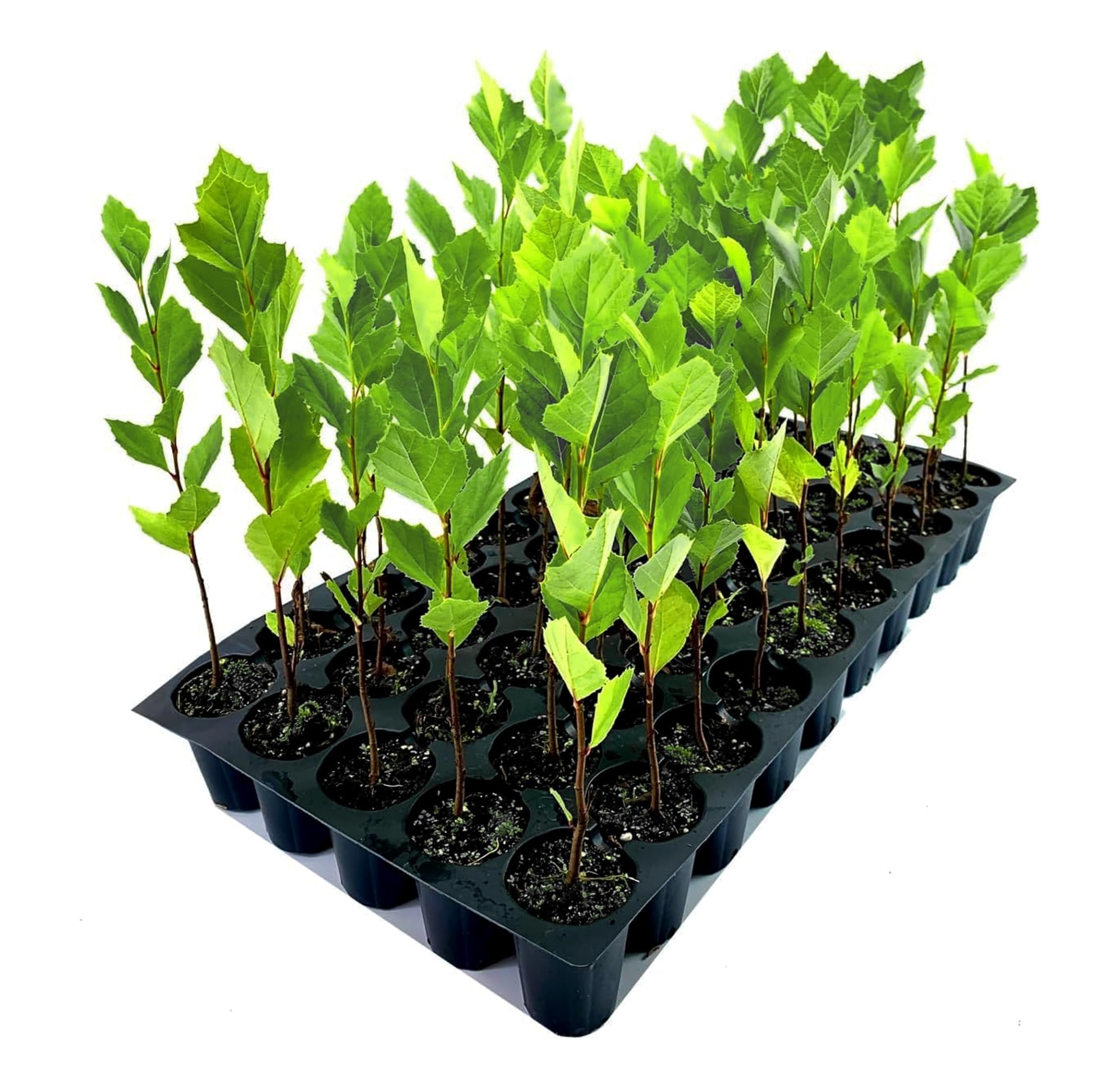 American Sycamore Tree | Live Plants | Platanus Occidentalis | Hardy,